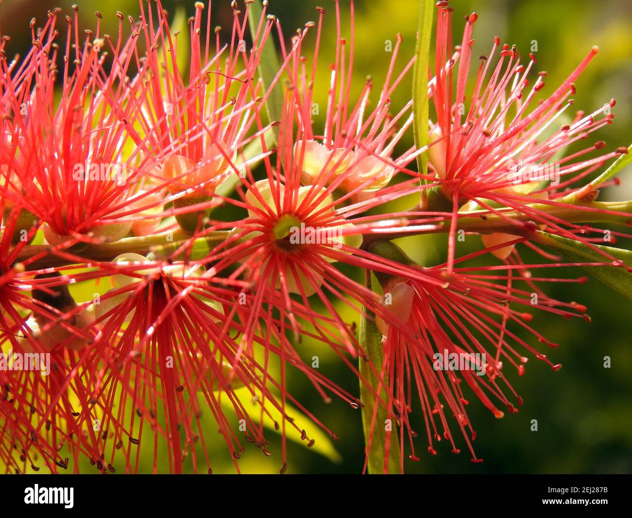 Yellow bottlebrush hi-res stock photography and images - Alamy