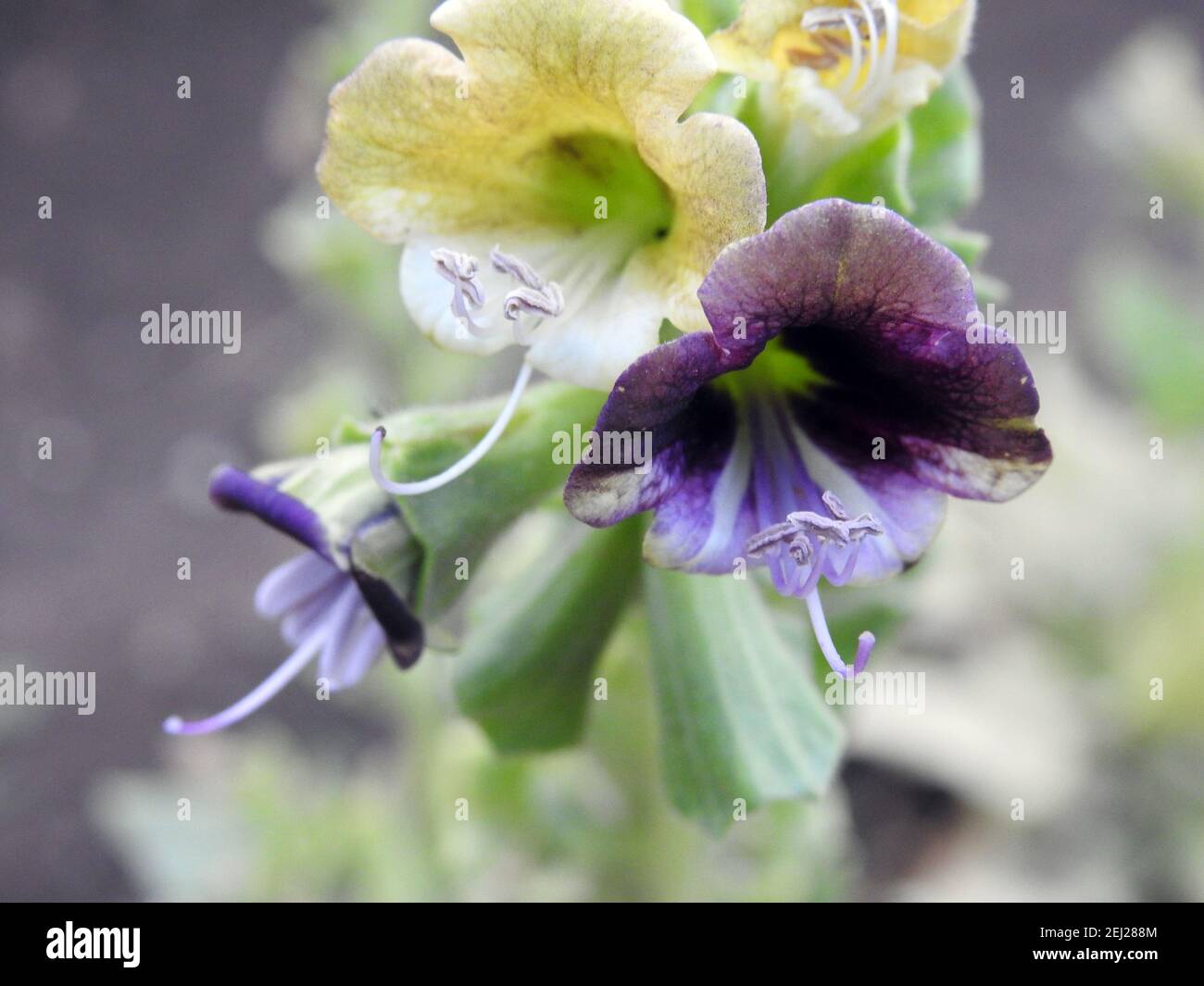 Egyptian henbane hi-res stock photography and images - Alamy