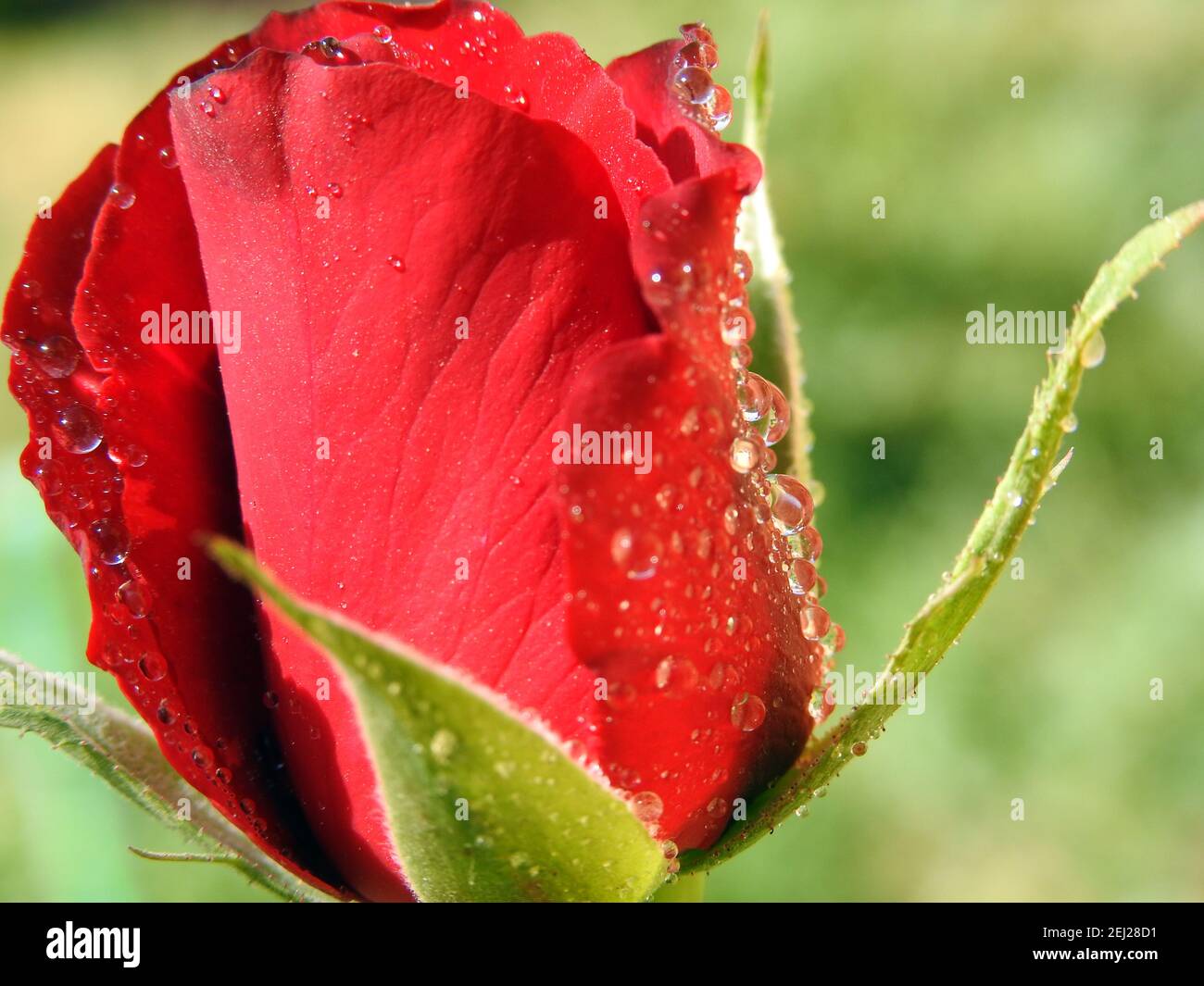 A close-up of a growing red rose flower with water drops and droplets ...