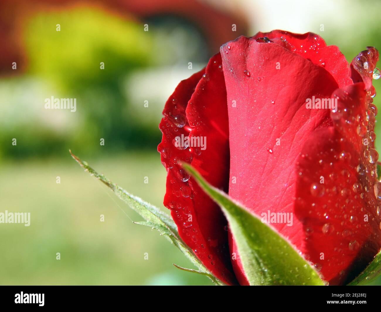A close-up of a growing red rose flower with water drops and droplets ...