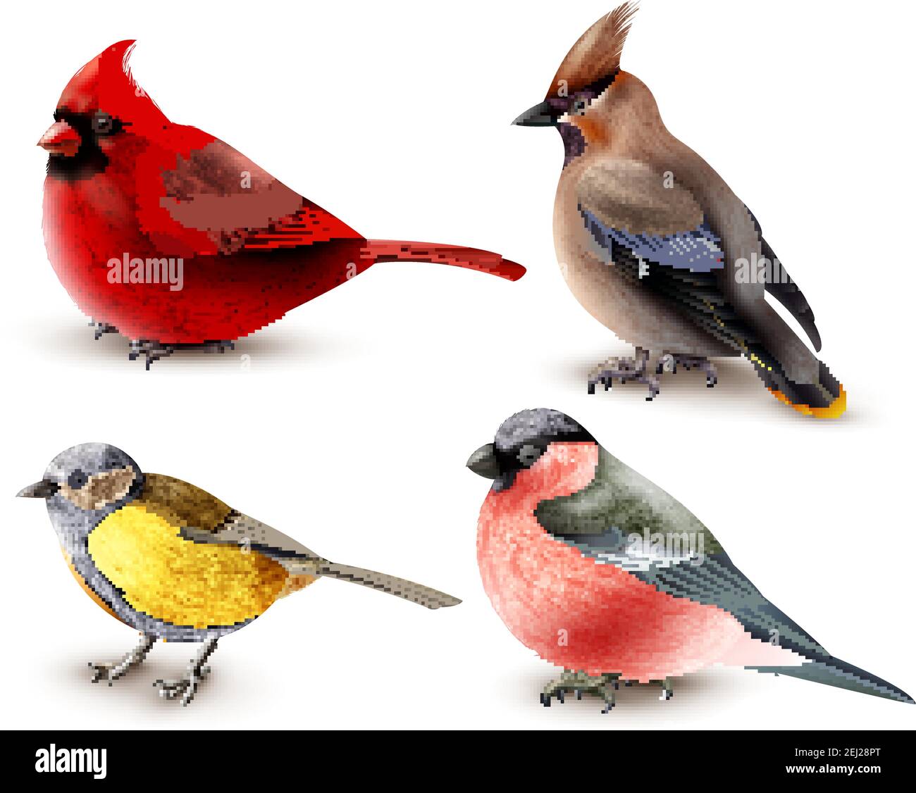 Set of winter birds with red cardinal, titmouse, waxwing and bullfinch ...