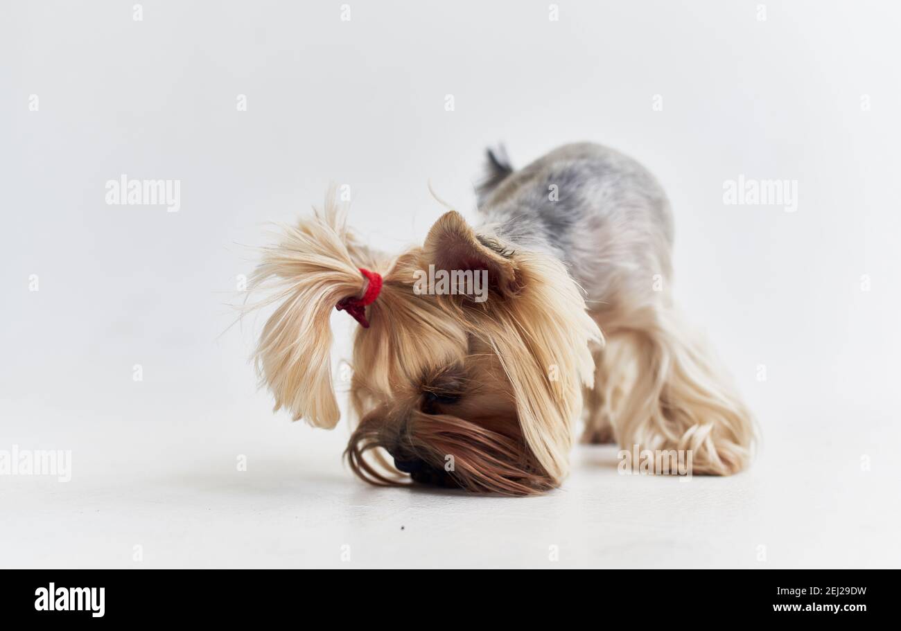 purebred small dog yorkshire terrier white background pet grooming ...