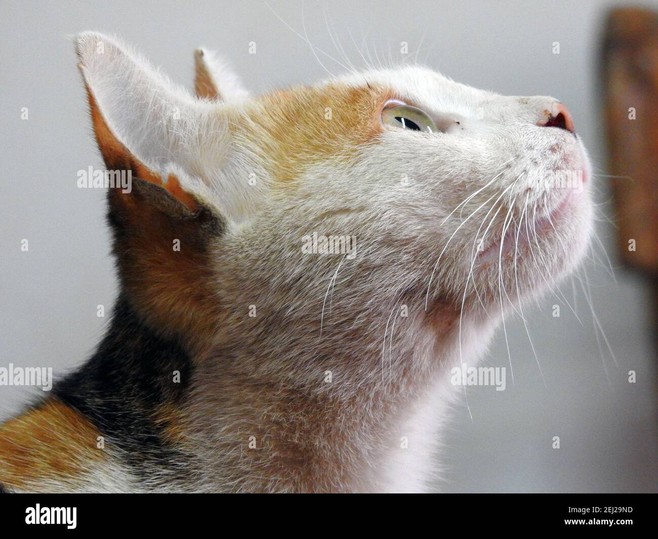Egyptian stray cat hi-res stock photography and images - Alamy