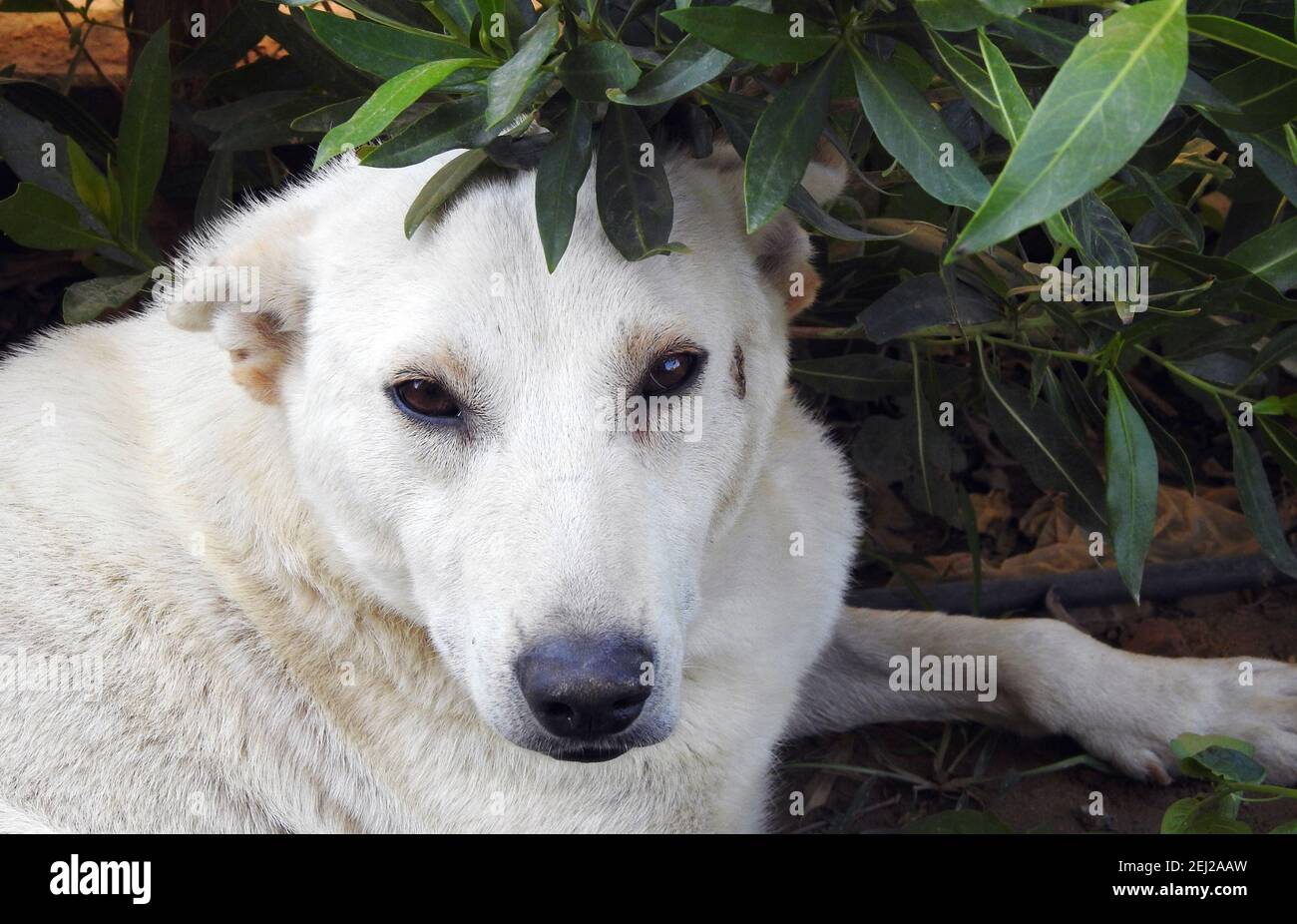 An Egyptian white street dog Stock Photo - Alamy