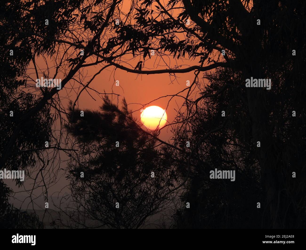 sunset view and tree branches, Beautiful sunset with a lovely ...