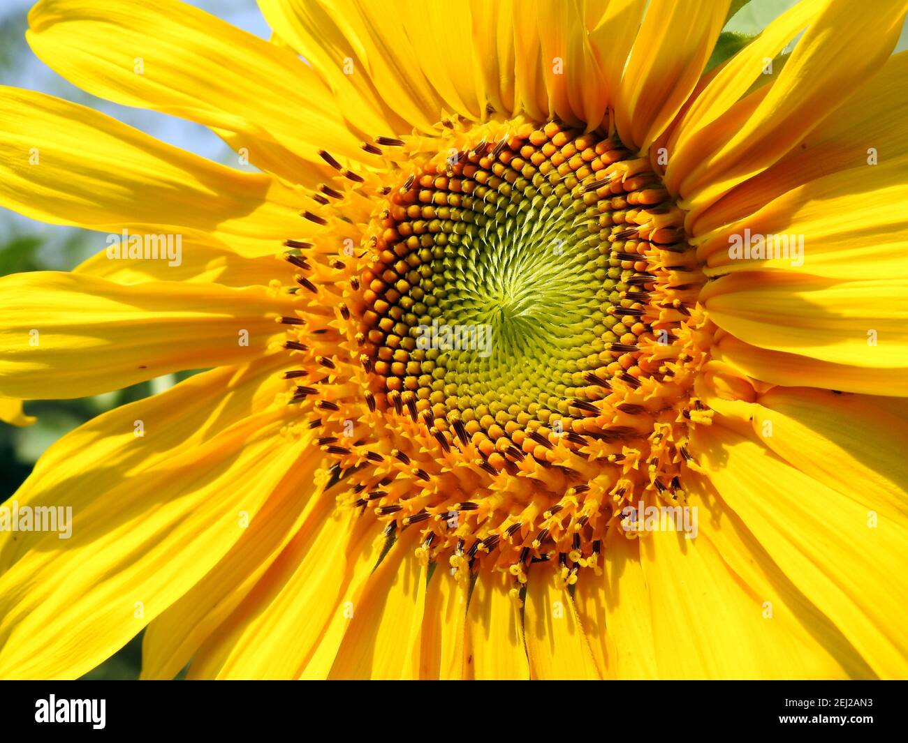 A close-up view for a growing common sunflower, Helianthus annuus Stock ...