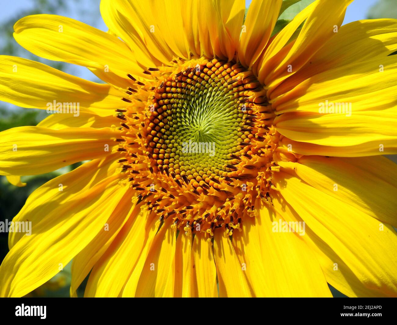 A close-up view for a growing common sunflower, Helianthus annuus Stock ...