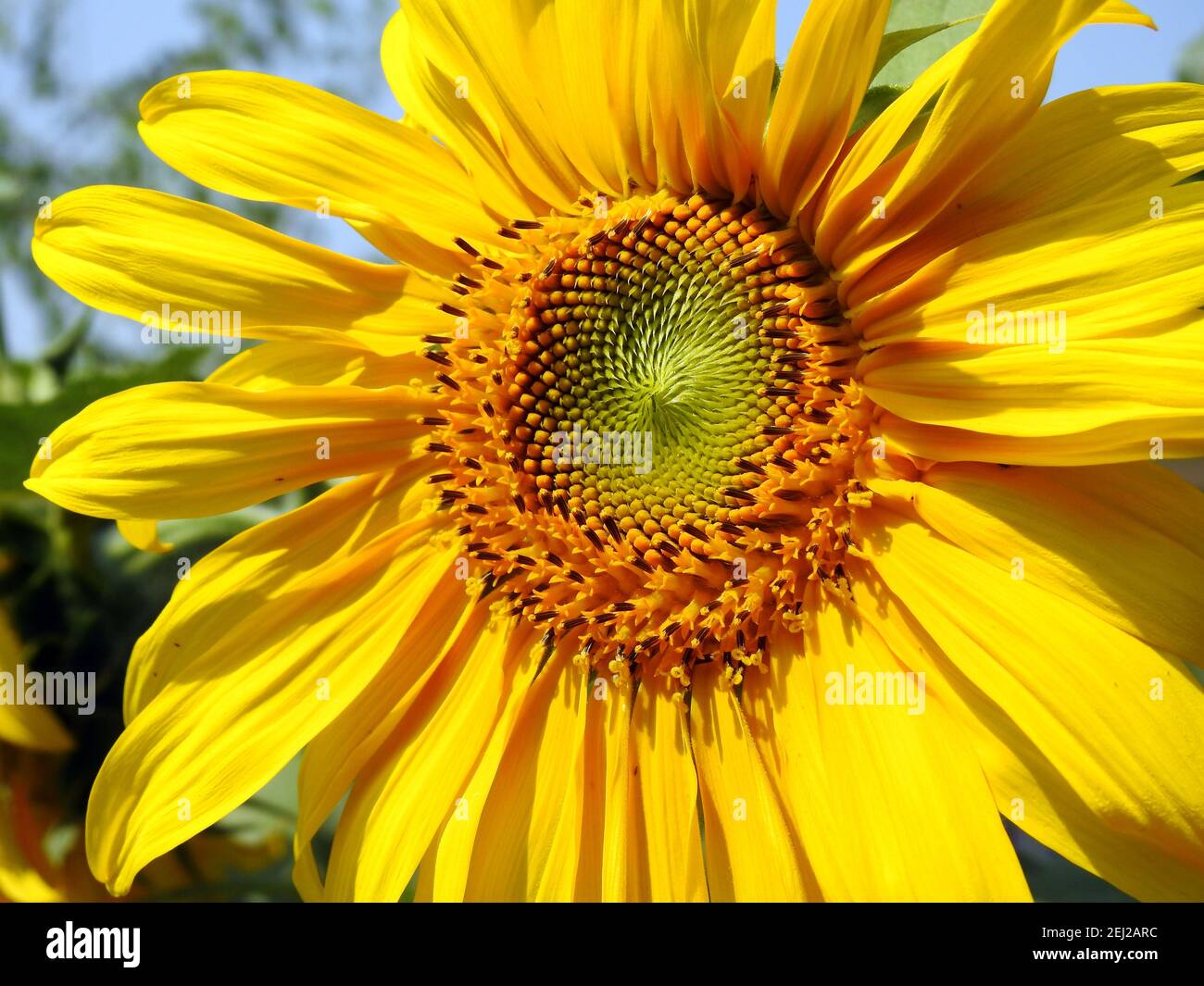 A close-up view for a growing common sunflower, Helianthus annuus Stock ...
