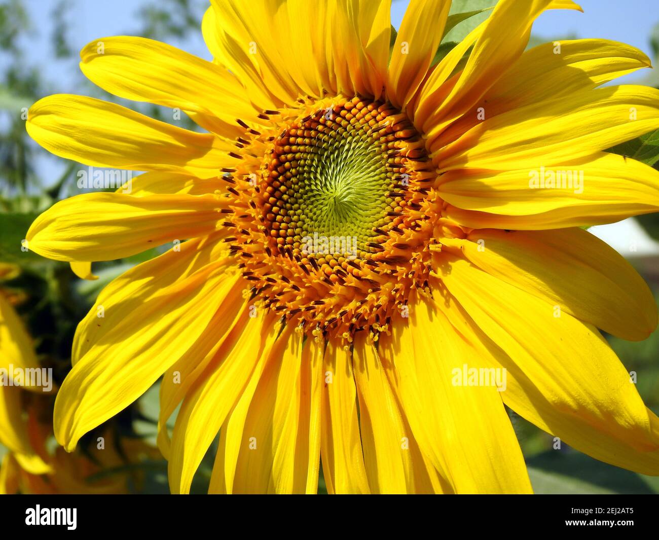 A close-up view for a growing common sunflower, Helianthus annuus Stock ...