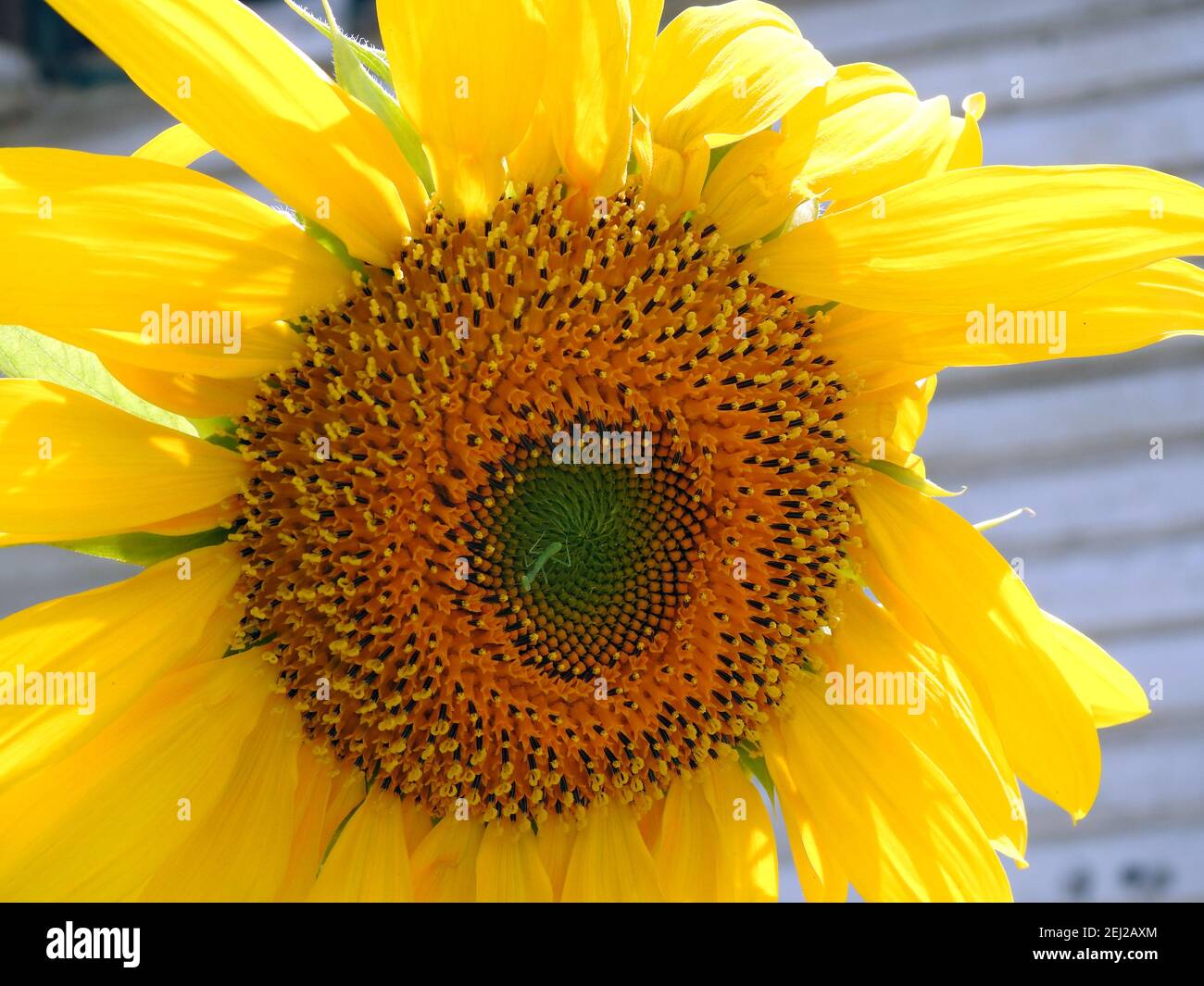 A close-up view for a growing common sunflower, Helianthus annuus Stock ...