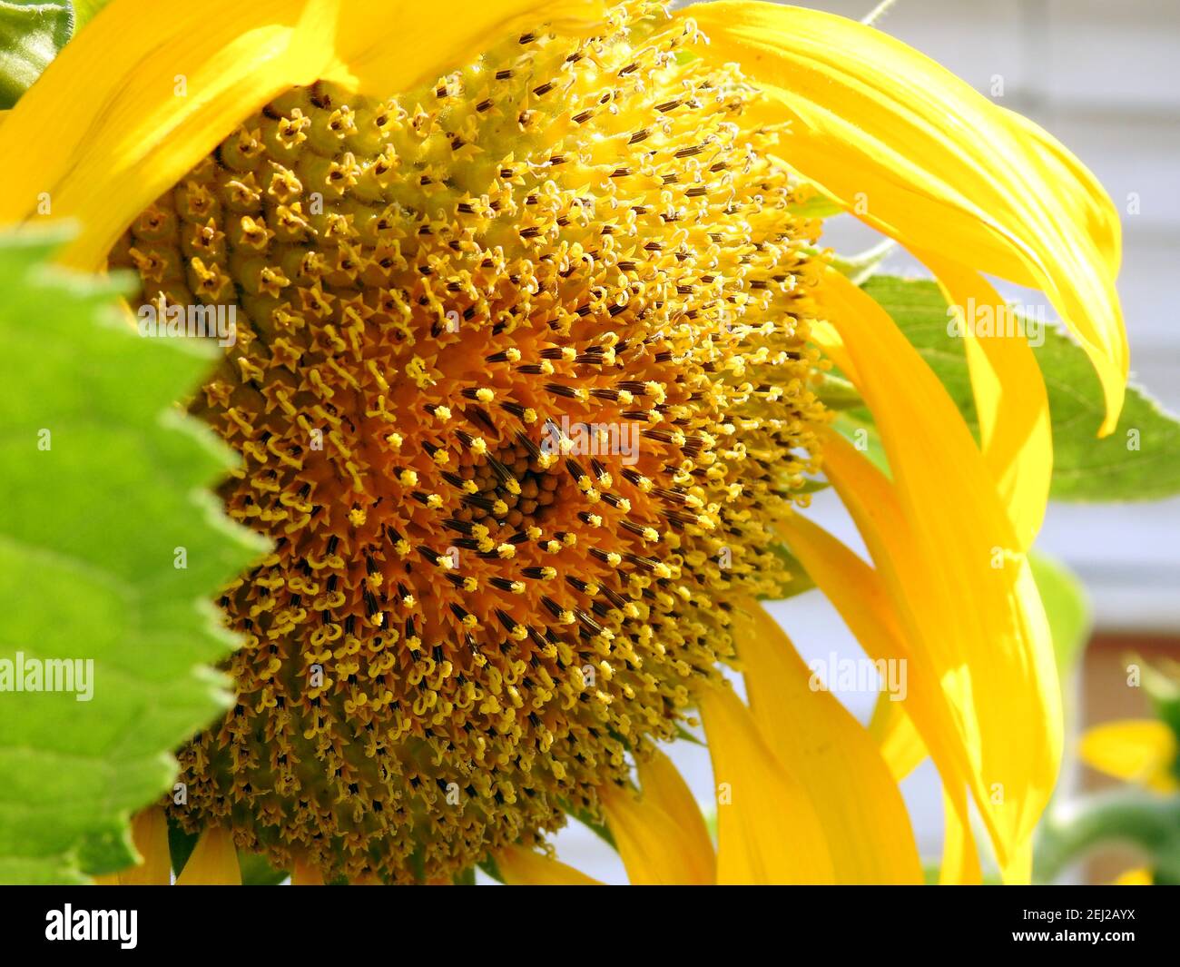 A close-up view for a growing common sunflower, Helianthus annuus Stock ...