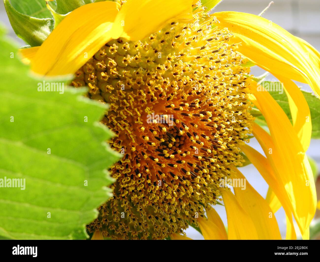 A close-up view for a growing common sunflower, Helianthus annuus Stock ...