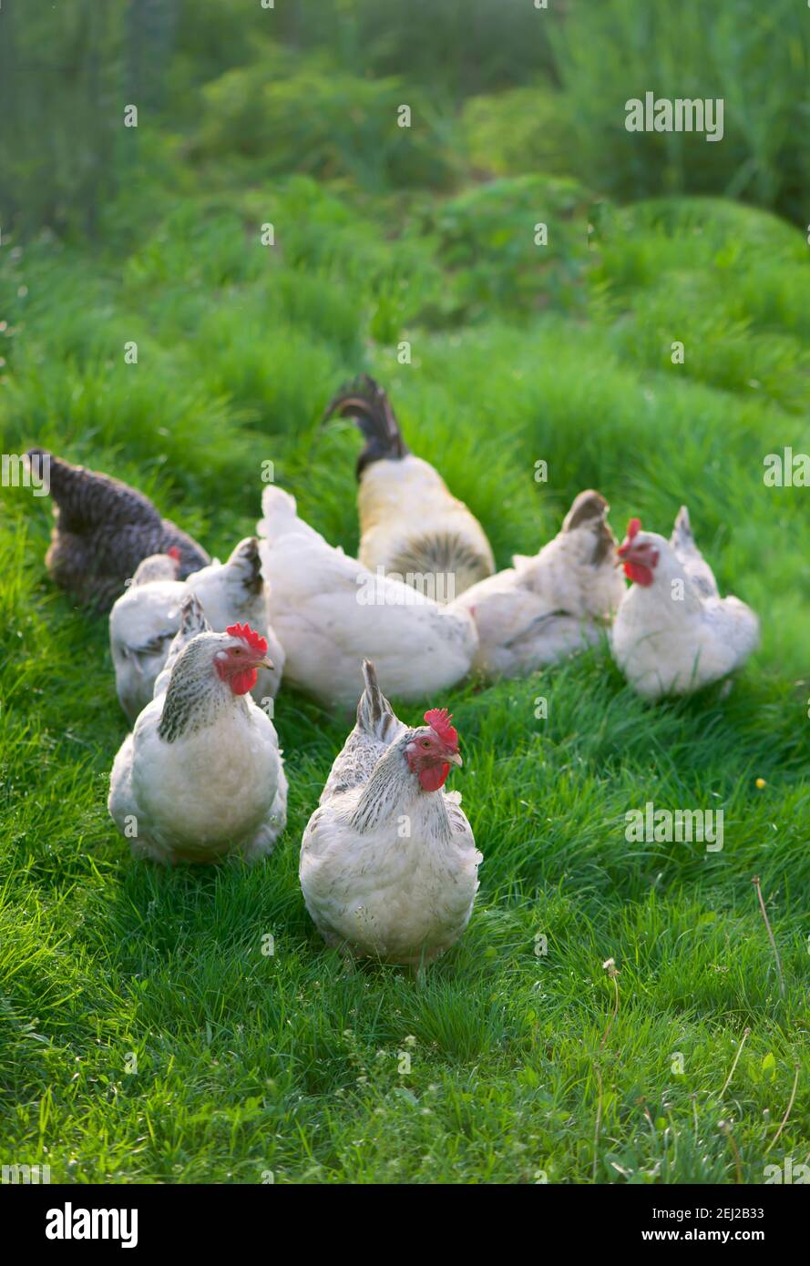 Rooster and Chickens. Free Range Cock and Hens Stock Photo - Alamy