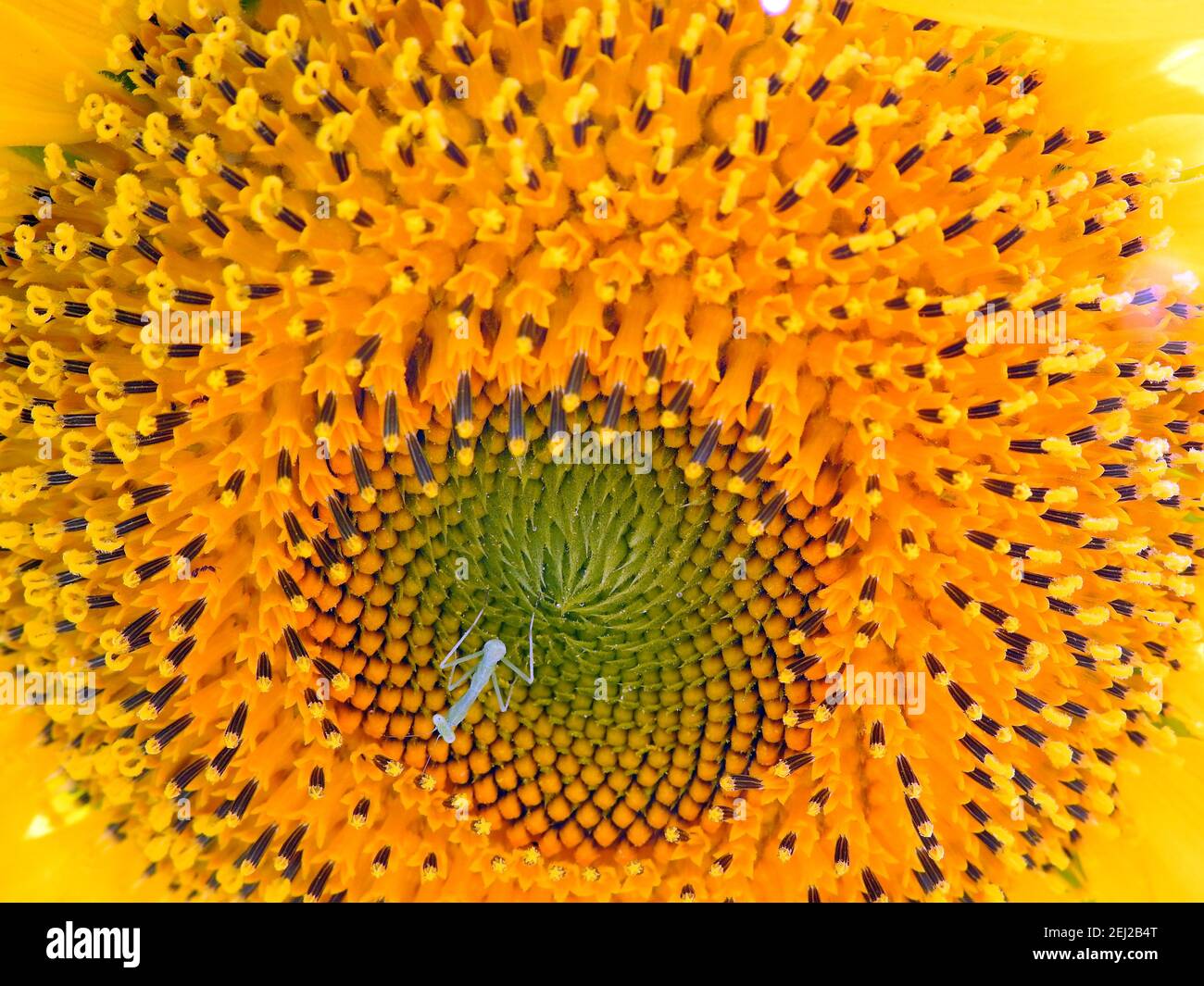 A close-up view for a growing common sunflower, Helianthus annuus Stock ...