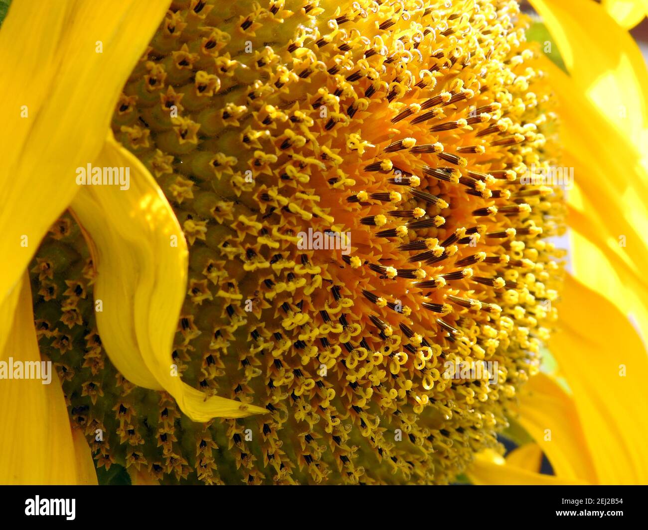 A close-up view for a growing common sunflower, Helianthus annuus Stock ...