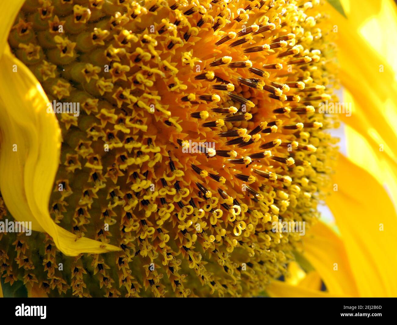 A close-up view for a growing common sunflower, Helianthus annuus Stock ...