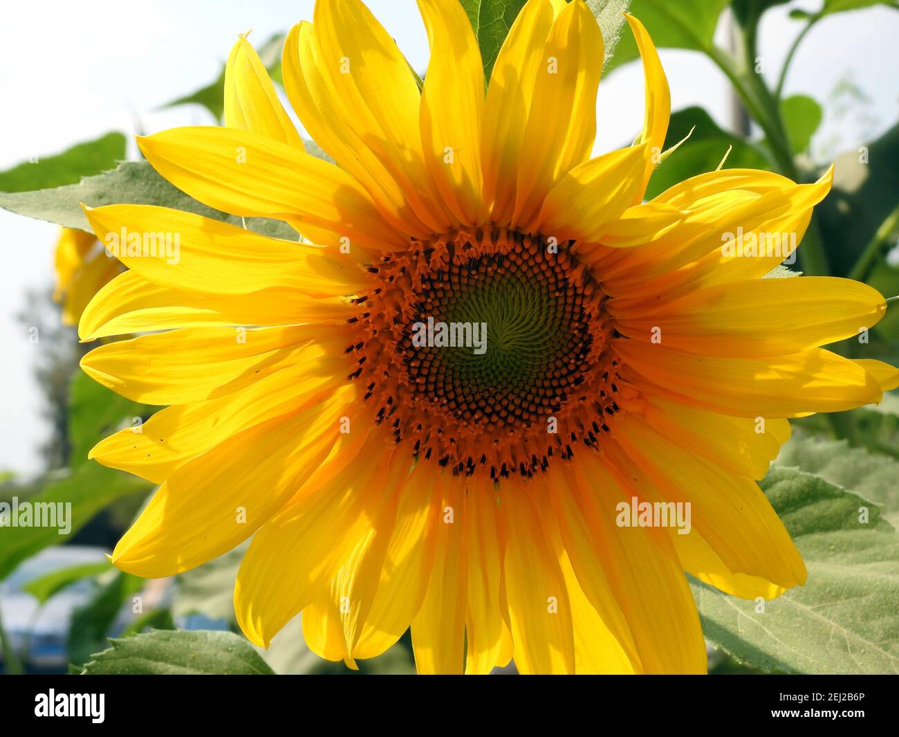 A close-up view for a growing common sunflower, Helianthus annuus Stock ...