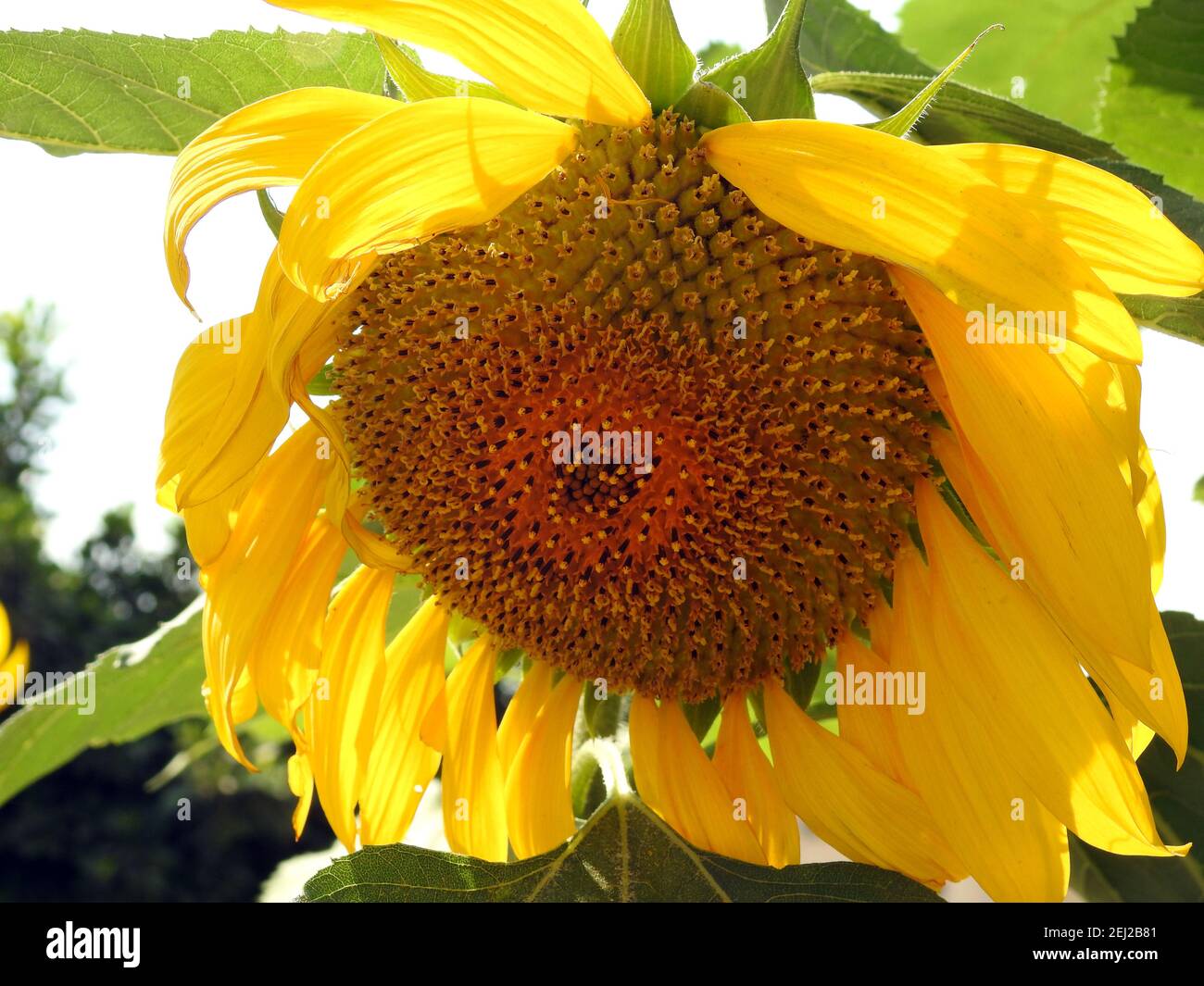 A close-up view for a growing common sunflower, Helianthus annuus Stock ...