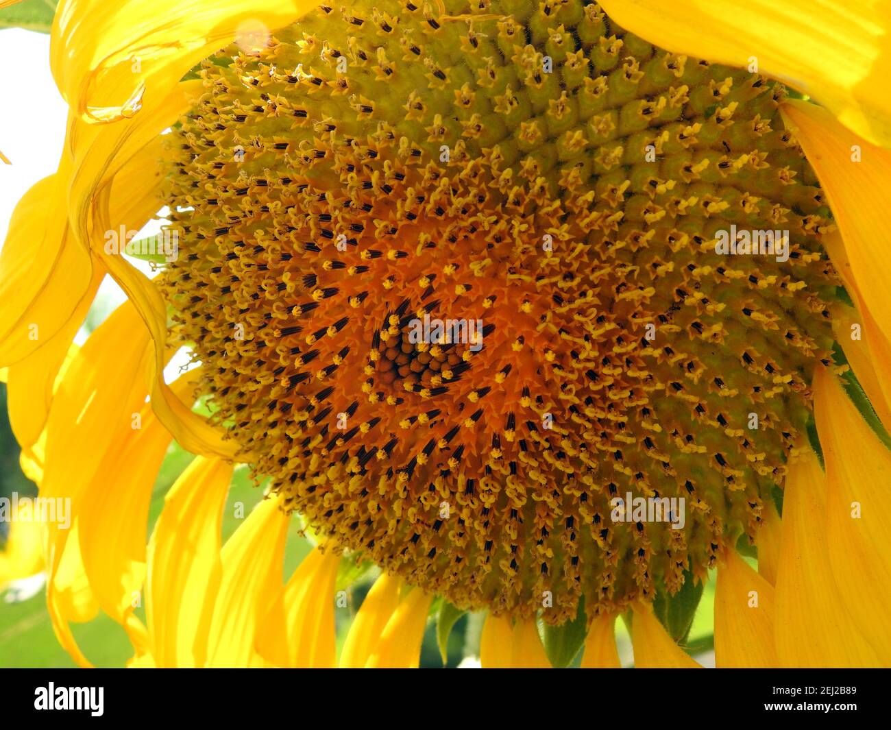 A close-up view for a growing common sunflower, Helianthus annuus Stock ...