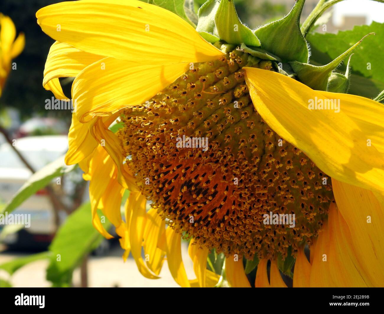 A close-up view for a growing common sunflower, Helianthus annuus Stock ...
