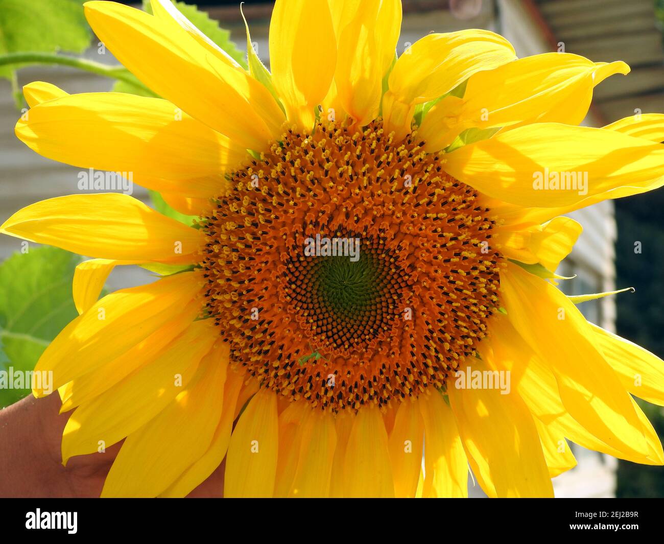 A close-up view for a growing common sunflower, Helianthus annuus Stock ...