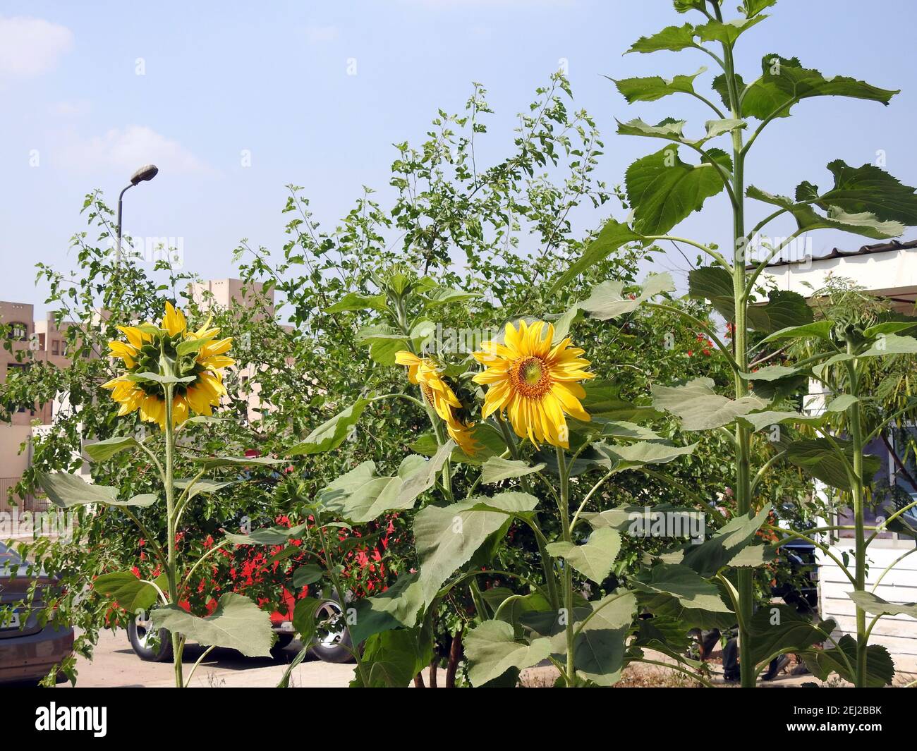 A close-up view for a growing common sunflower, Helianthus annuus Stock ...