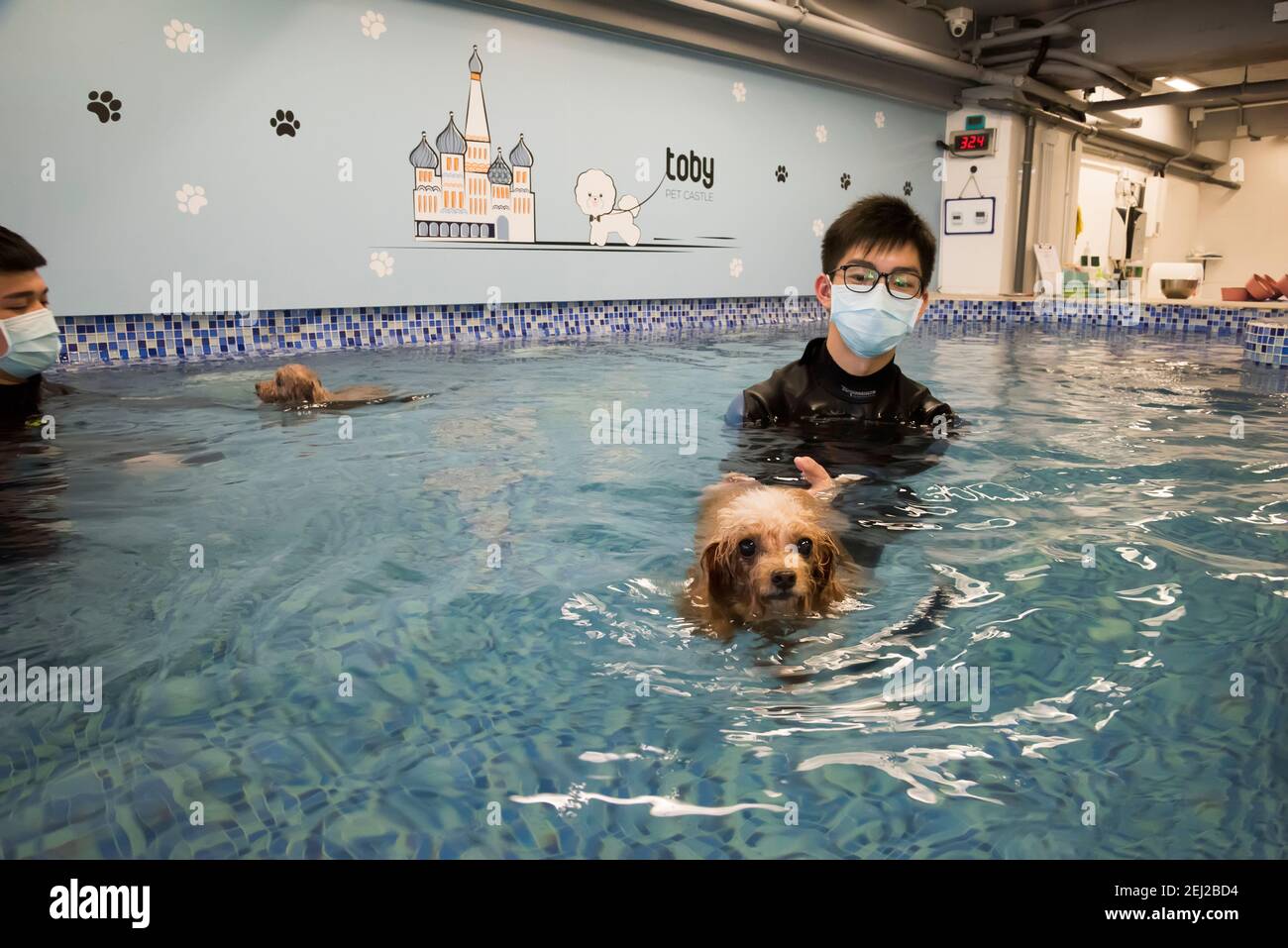 Dog exercise pools in Hong Kong. Dogs are trained to swim to keep them ...