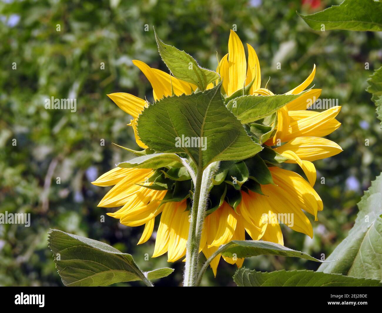 A close-up view for a growing common sunflower, Helianthus annuus Stock ...