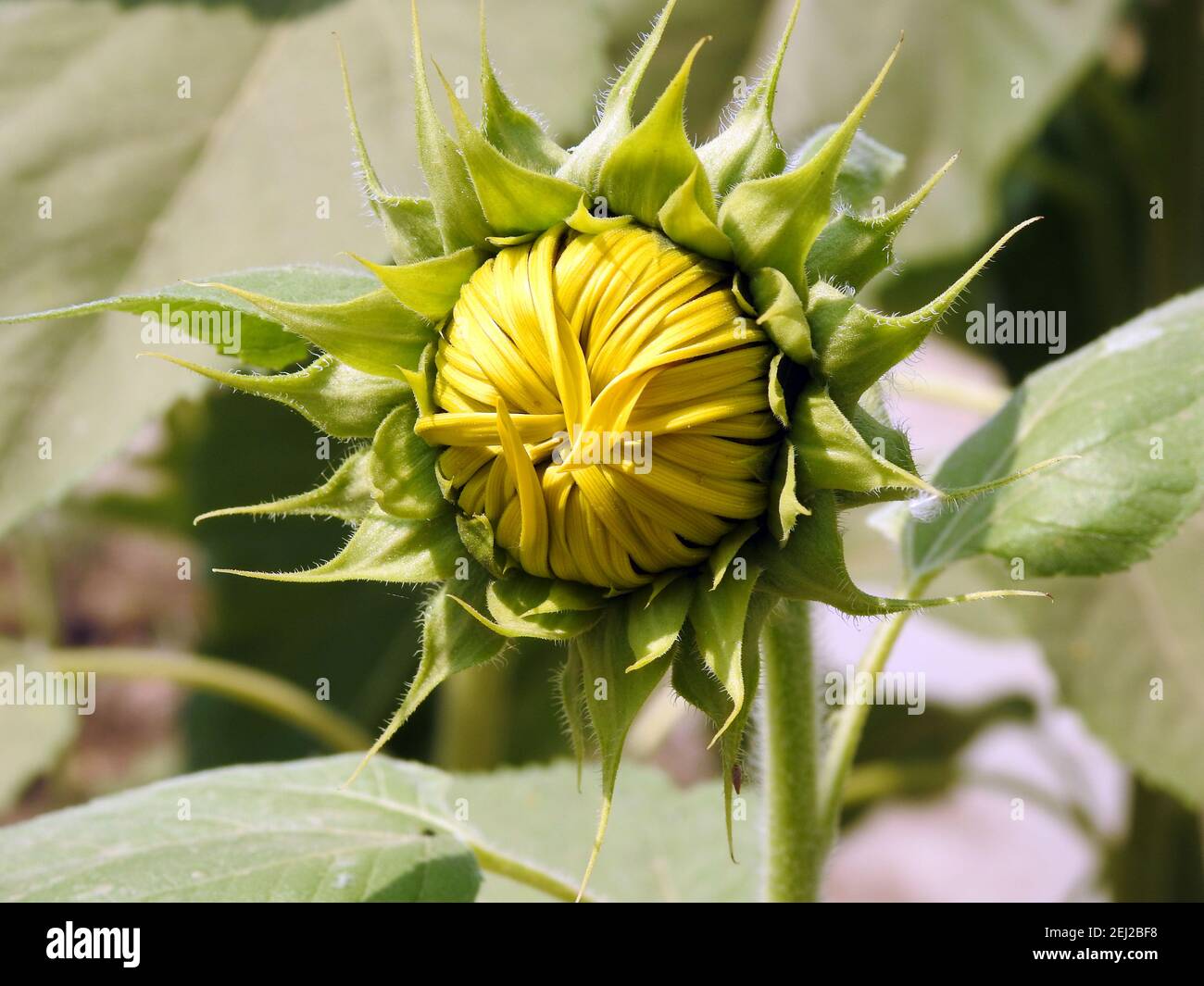 A close-up view for a growing common sunflower, Helianthus annuus Stock ...