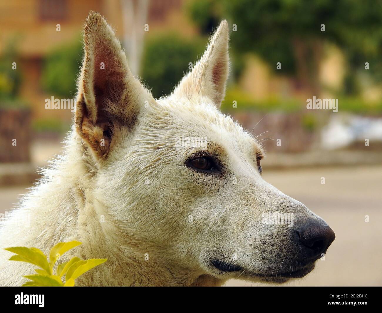 An Egyptian white street dog Stock Photo - Alamy