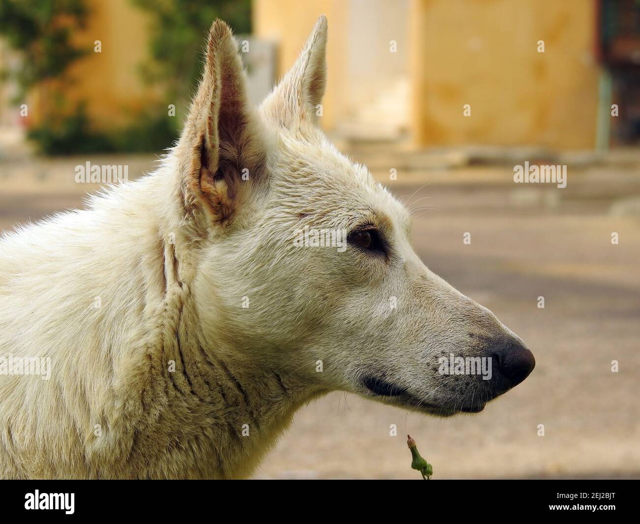 An Egyptian white street dog Stock Photo - Alamy