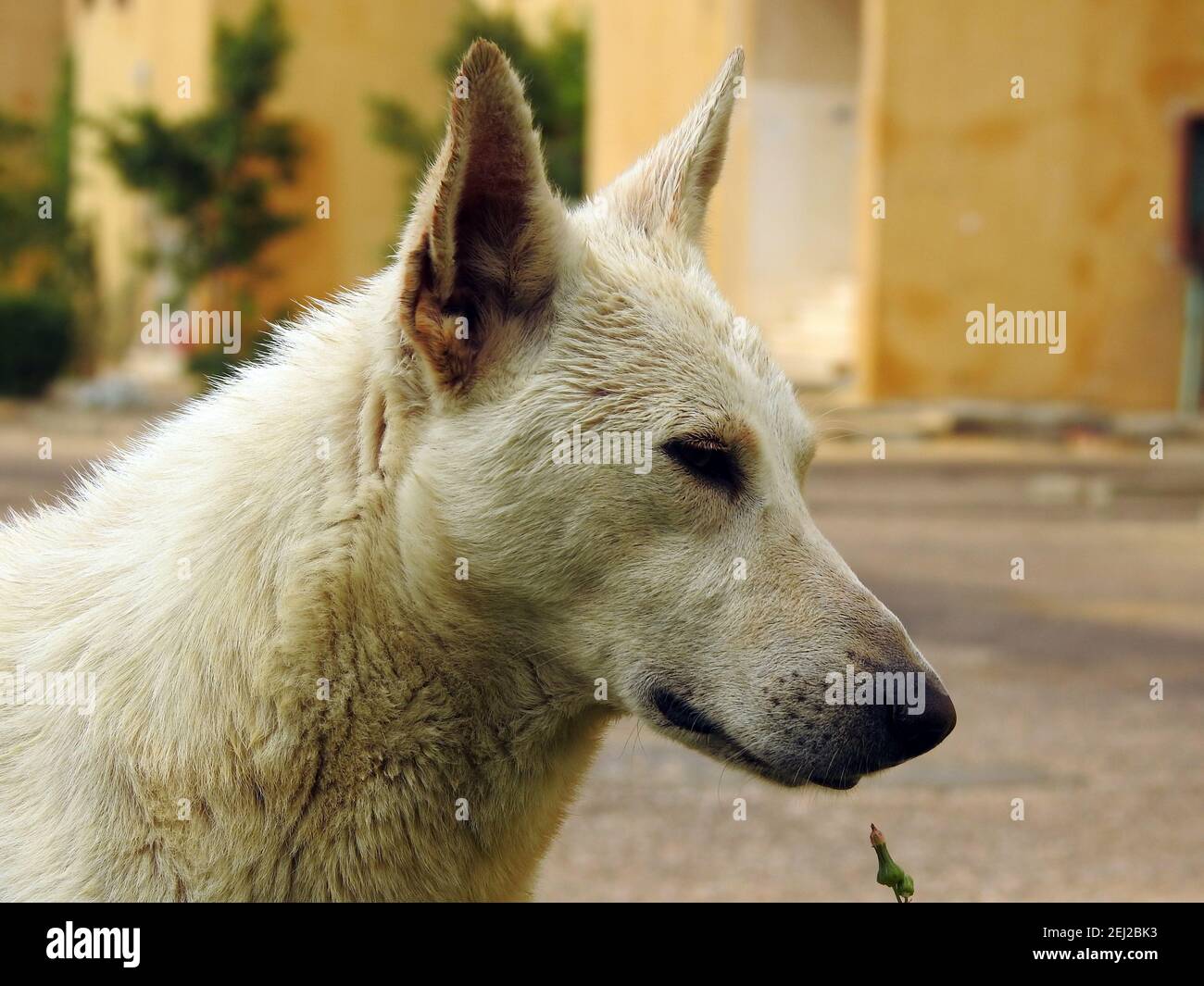 An Egyptian white street dog Stock Photo - Alamy
