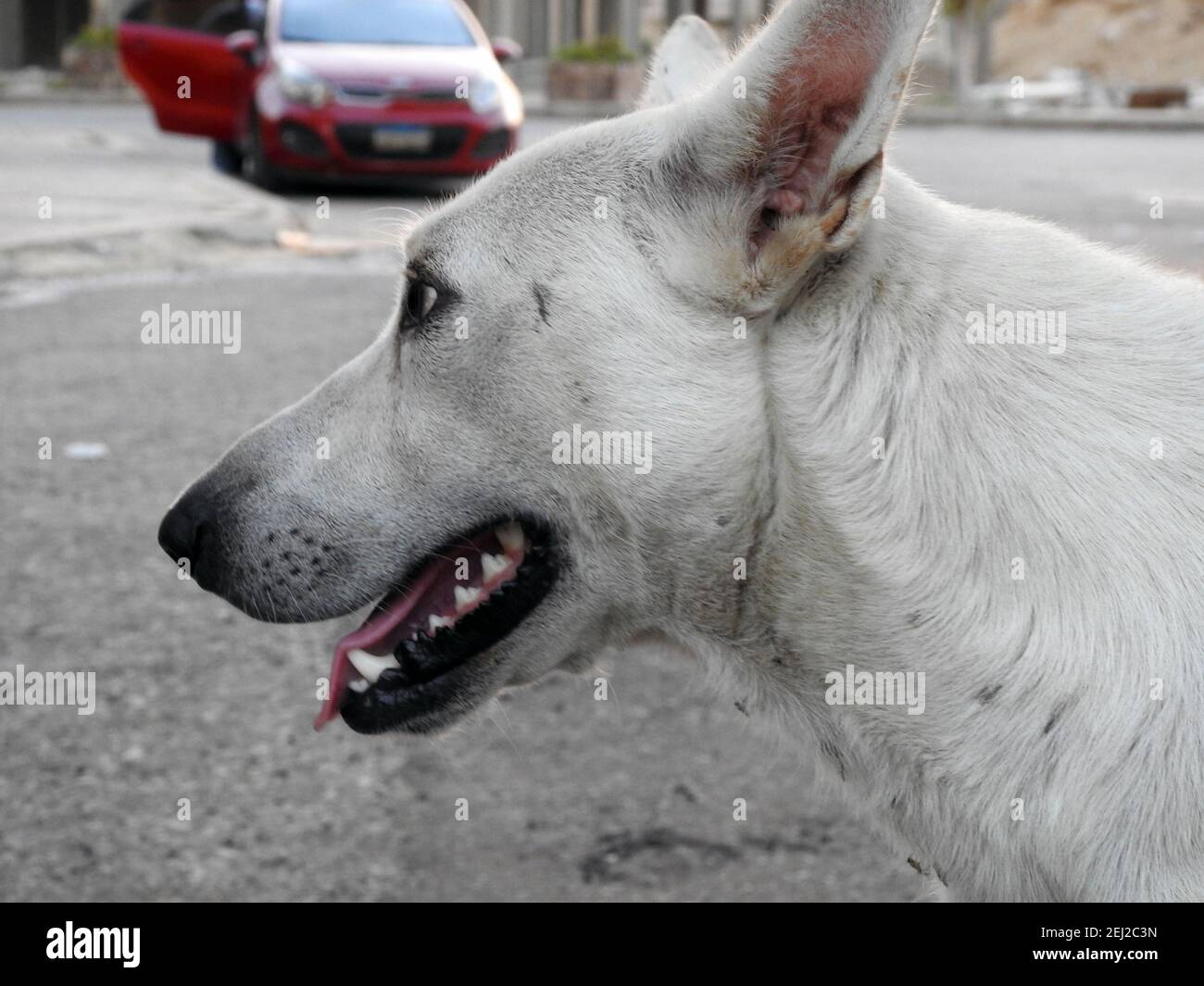 Egyptian dog hi-res stock photography and images - Alamy