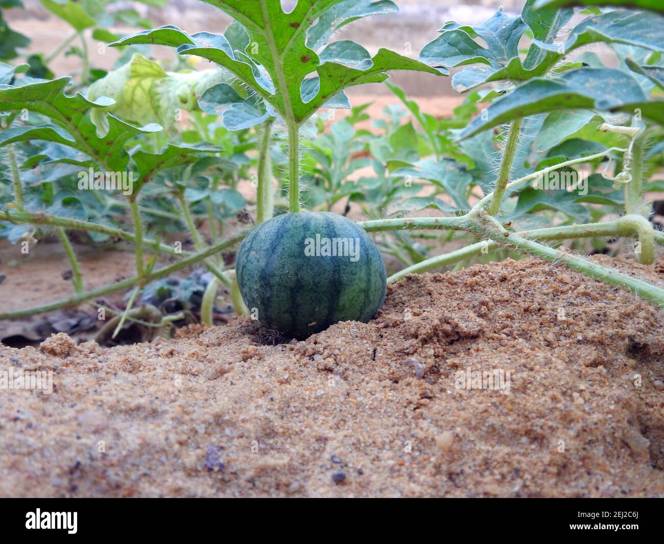 Citrullus lanatus, a growing watermelon fruit in a sandy soil Stock ...
