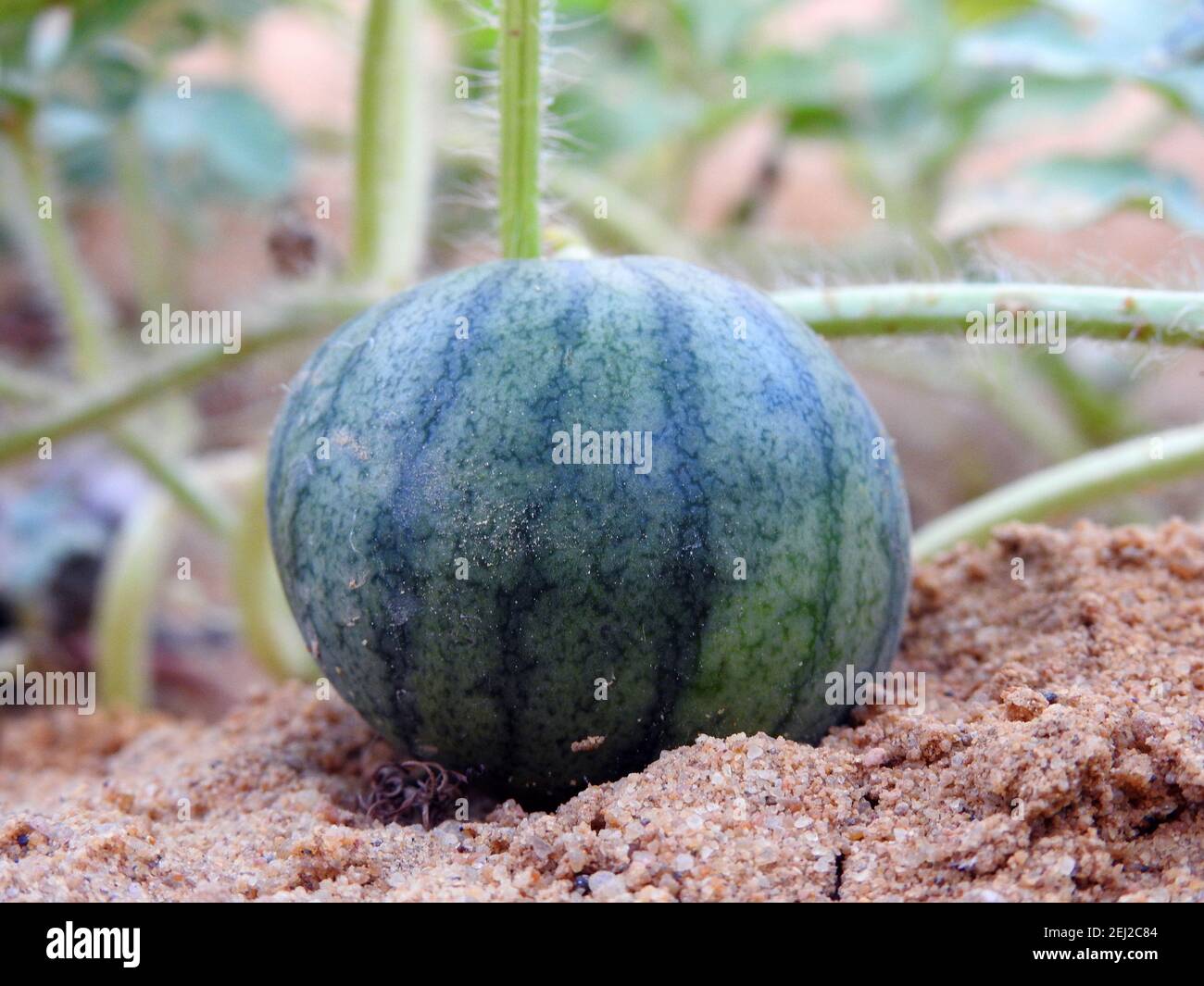 Citrullus lanatus, a growing watermelon fruit in a sandy soil Stock ...