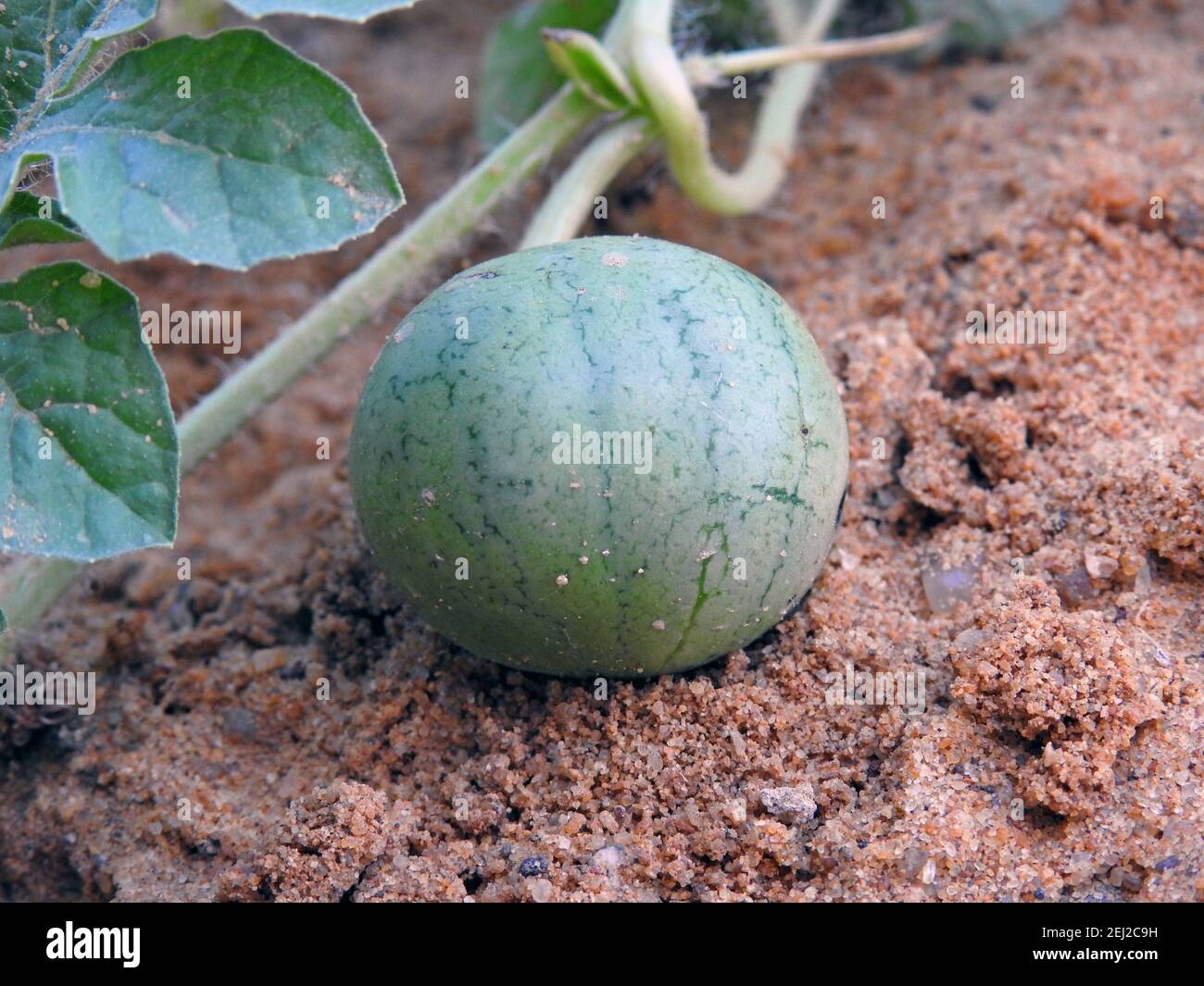 Citrullus lanatus, a growing watermelon fruit in a sandy soil Stock ...