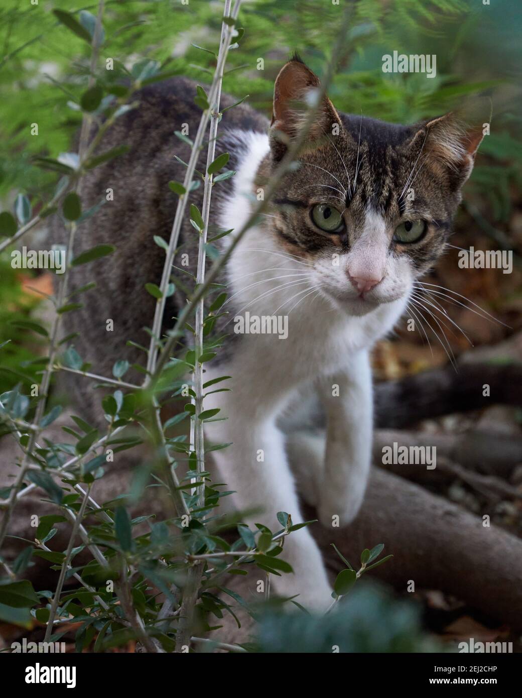 Domestic cat walking hi-res stock photography and images - Alamy
