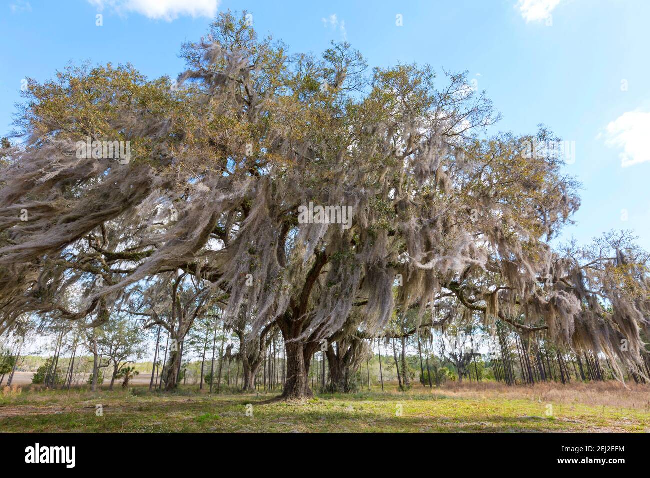 Huge old tree in florida hi-res stock photography and images - Alamy