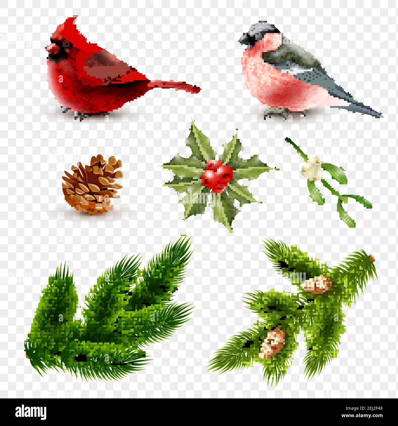 Set of winter birds red cardinal and bullfinch with fir branches ...