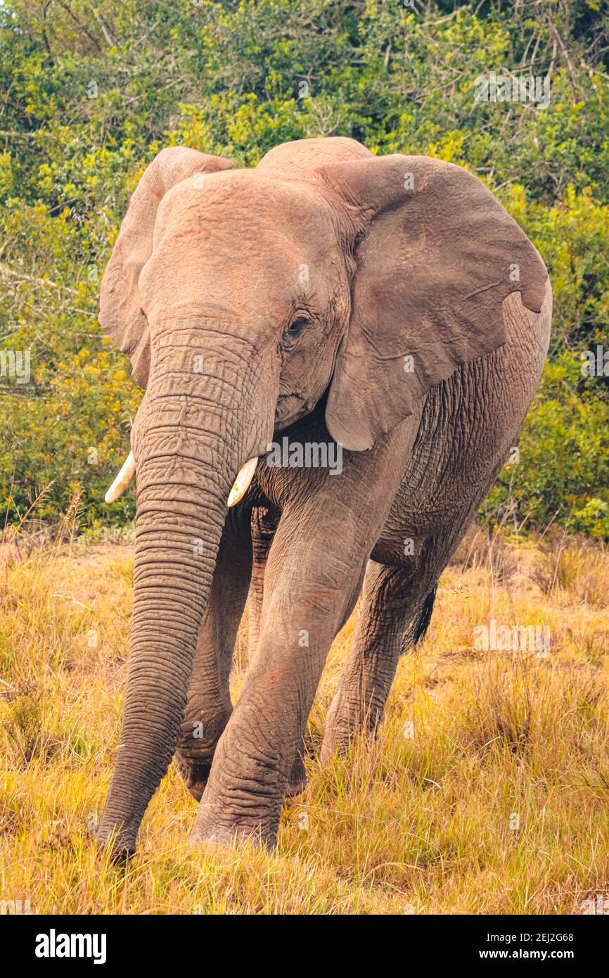 African elephant walking lonely in the Amakhala Game Reserve in south ...