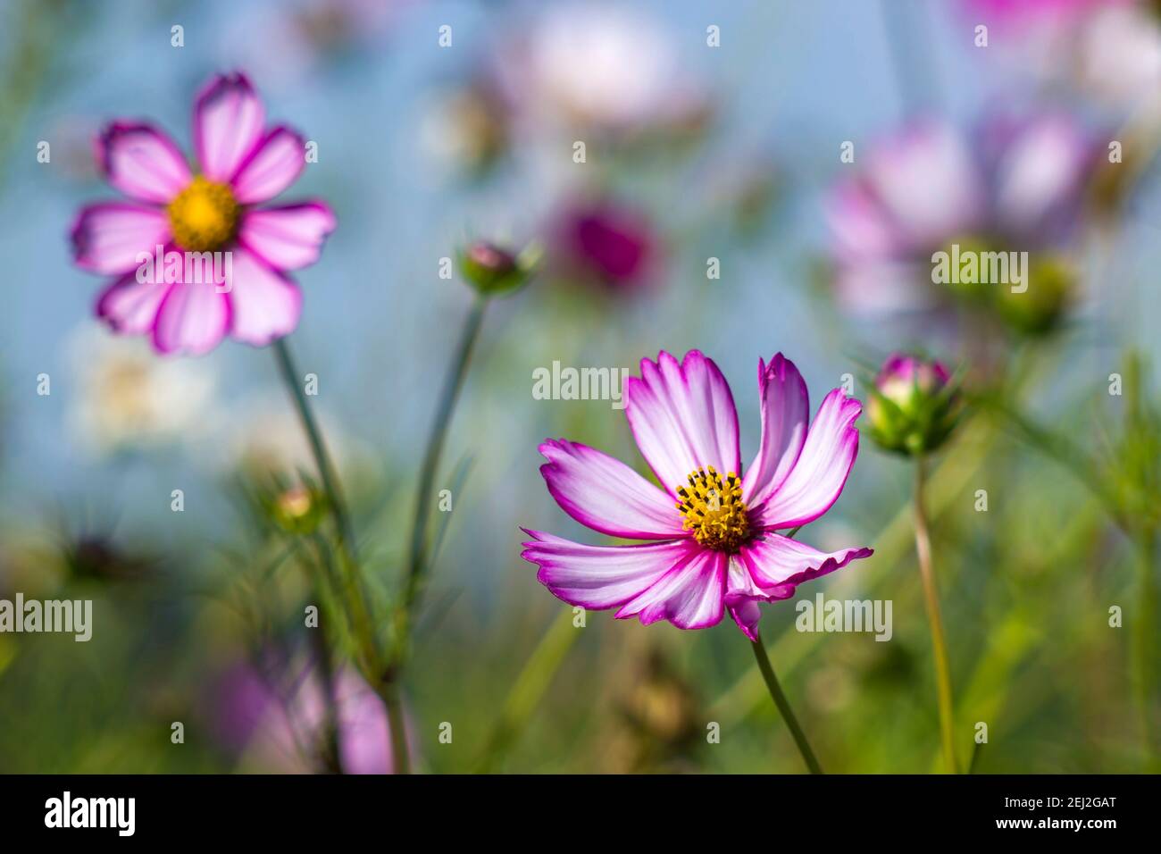 Cosmos flower (Cosmos Bipinnatus Stock Photo - Alamy