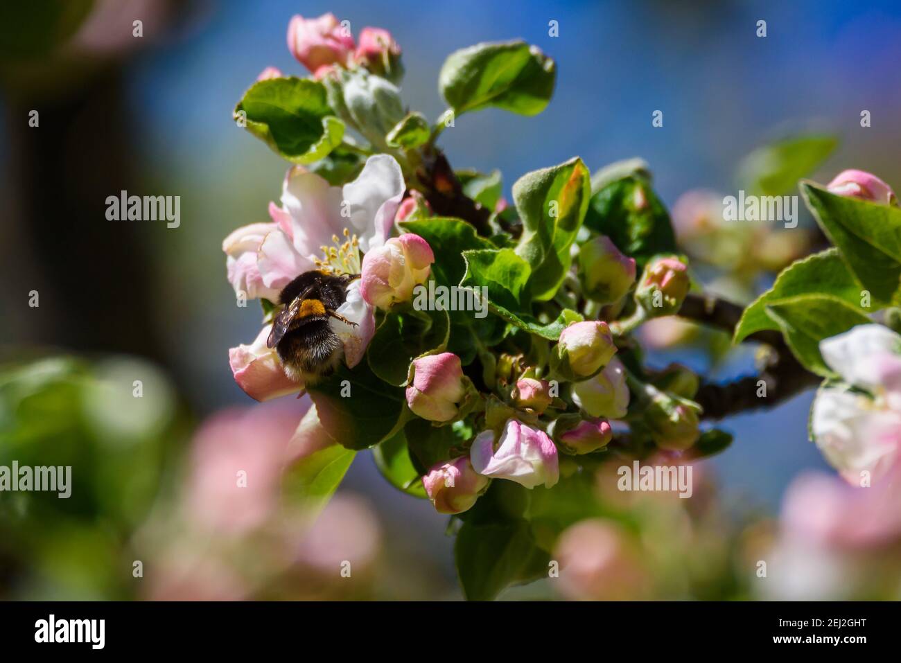 Selective focus photo. Bee at Blooming apple tree Stock Photo - Alamy