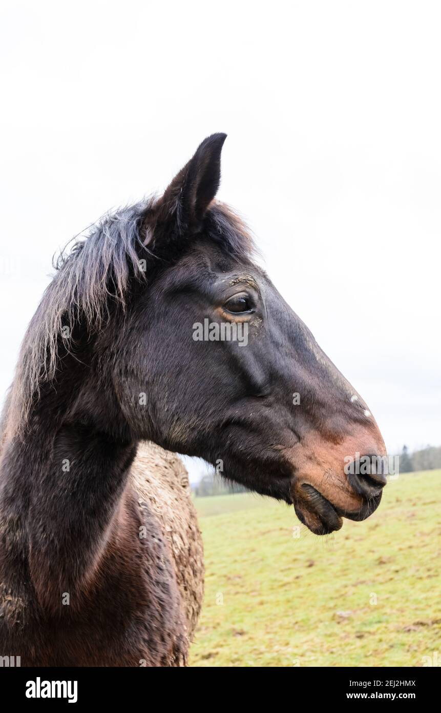 Black Horse Face Side