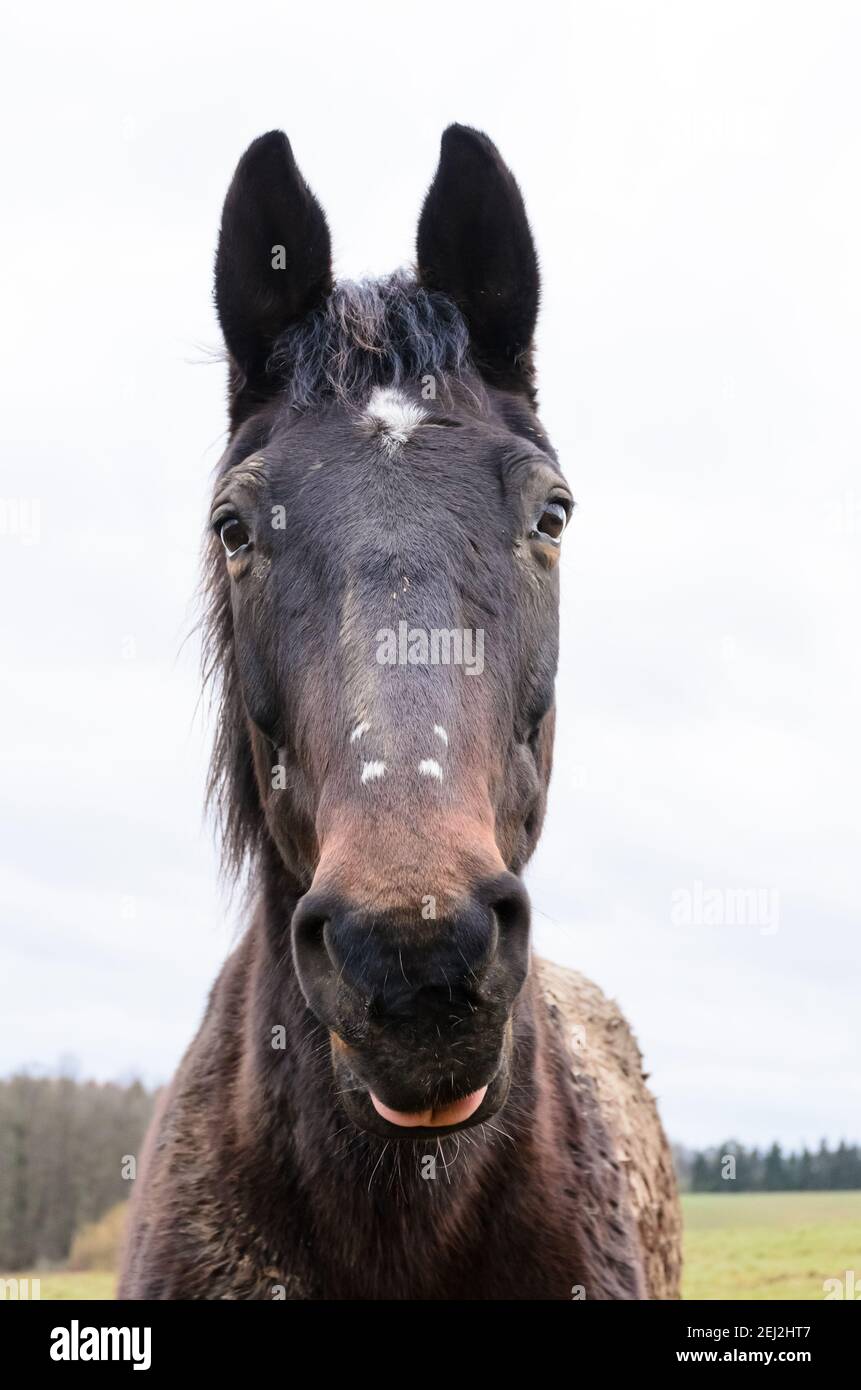 Horse front view hi-res stock photography and images - Alamy