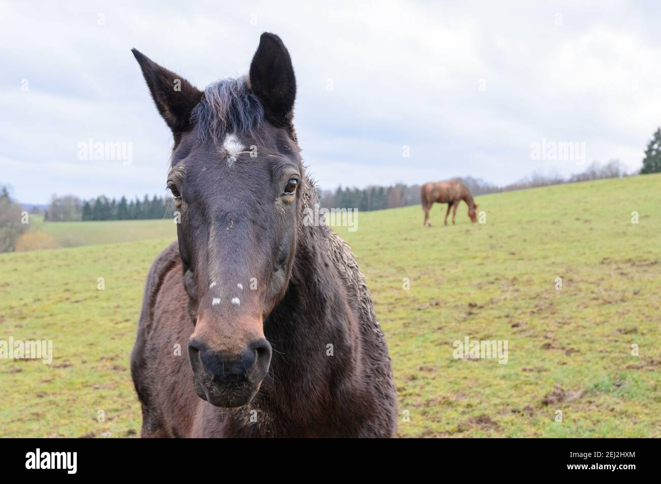 Horse front view hi-res stock photography and images - Alamy
