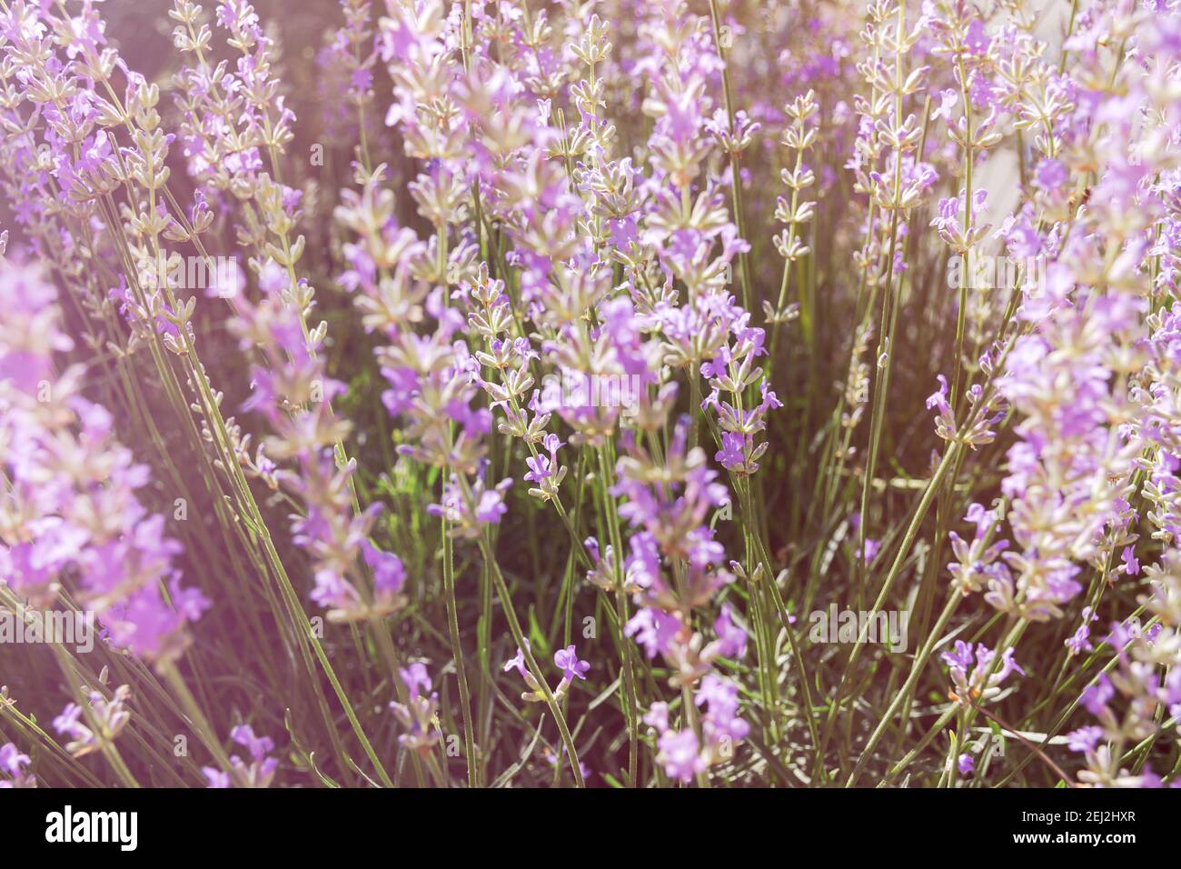 Soft lavender background hi-res stock photography and images - Alamy