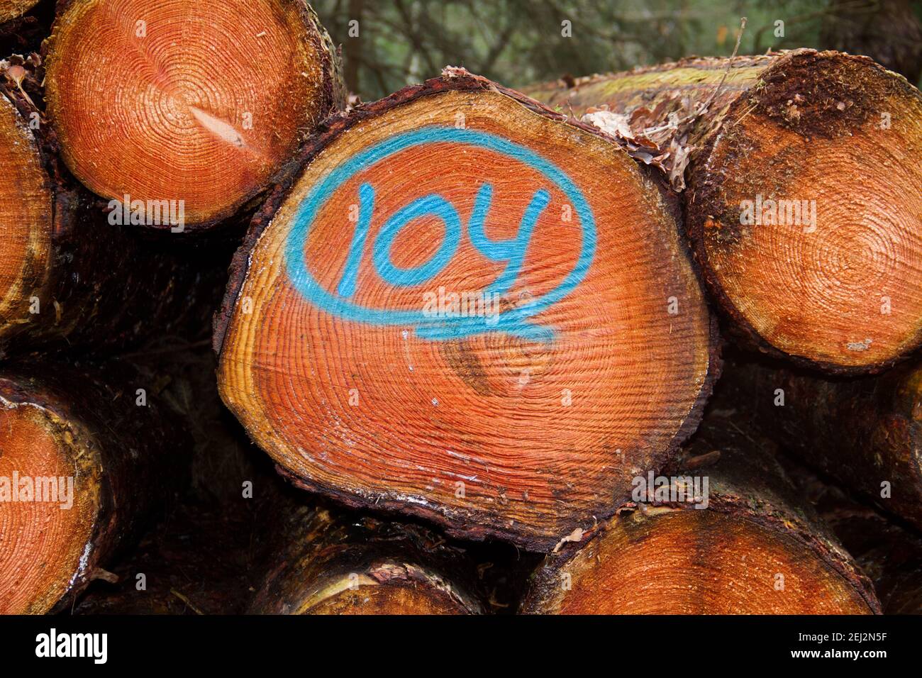 Heap of tree stems, one of them marked in blue with number 104 Stock ...