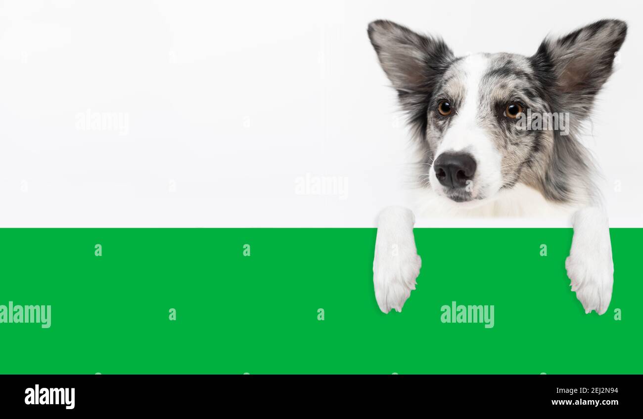 Dog with paws resting on a uniform green partition, the whole thing ...