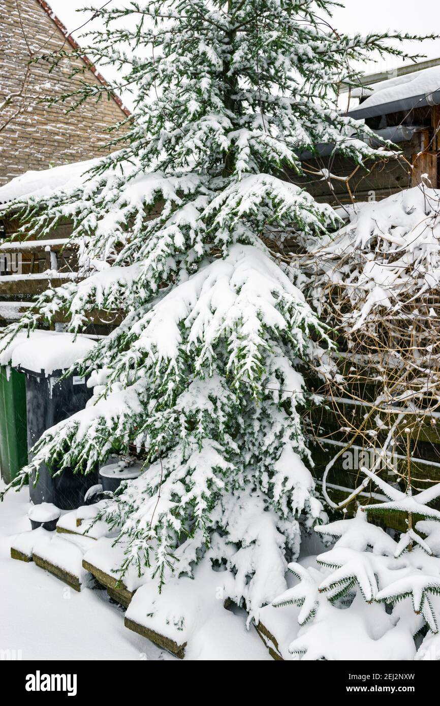 Deodar cedar tree hi-res stock photography and images - Alamy