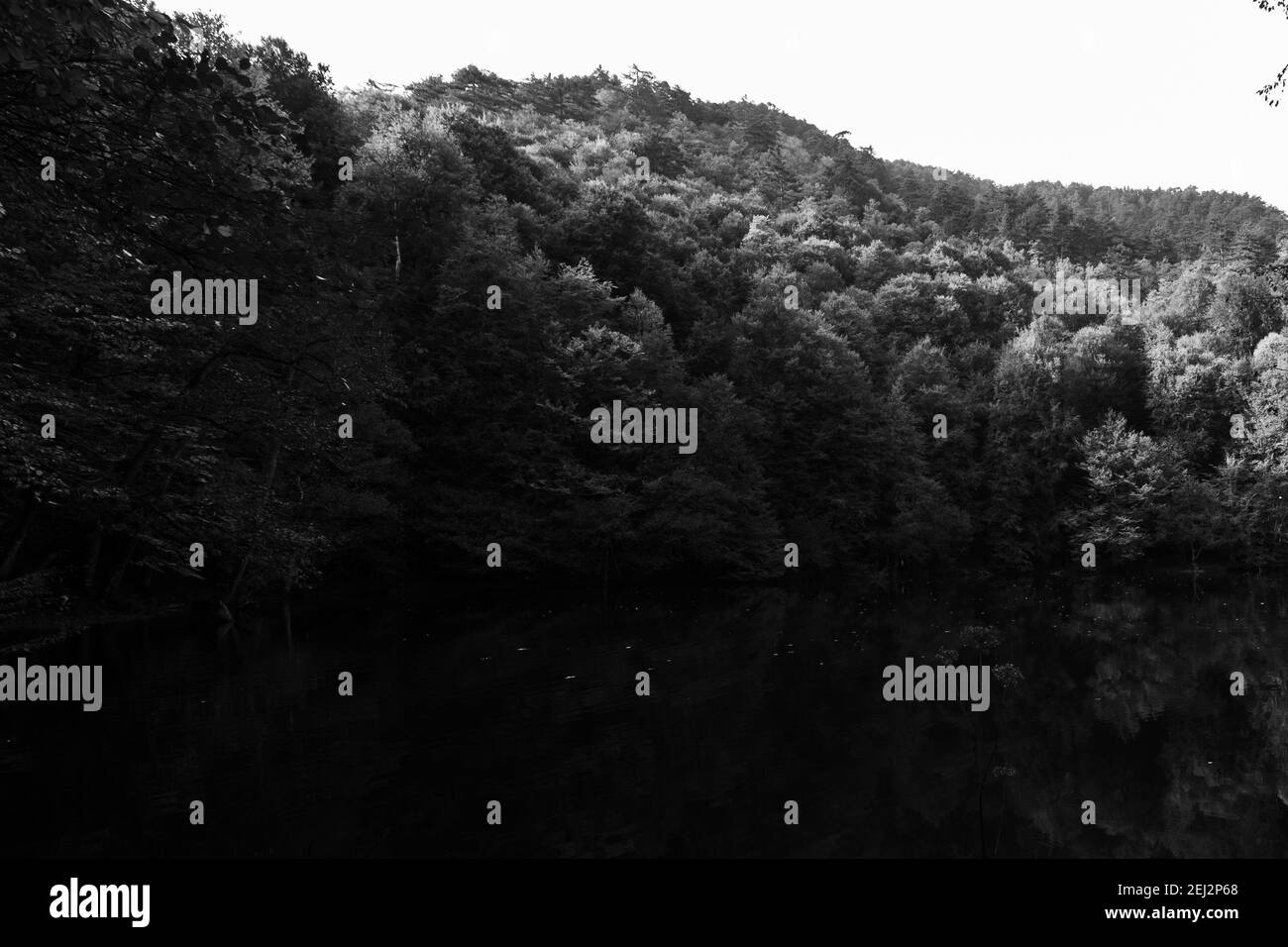 Grayscale photo of the forest. Forest background photo. Partly ...